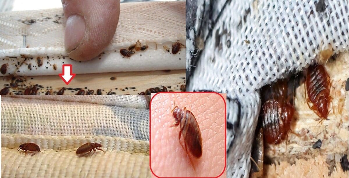 ما هو شكل البق وطرق انتشاره في المنزل